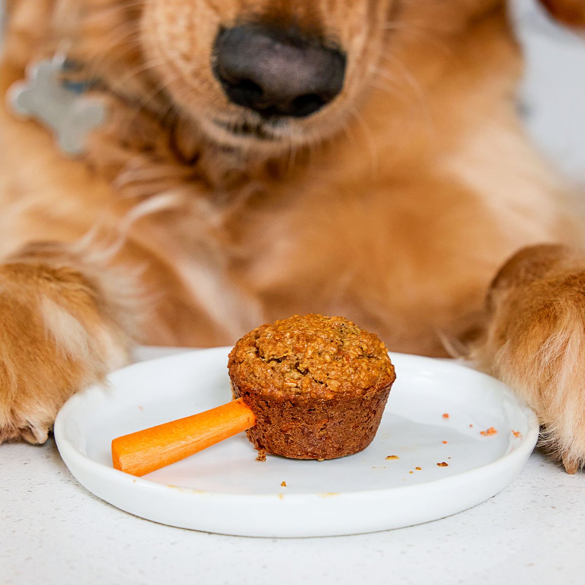 Carrot Cake Pup Pops | Safeway